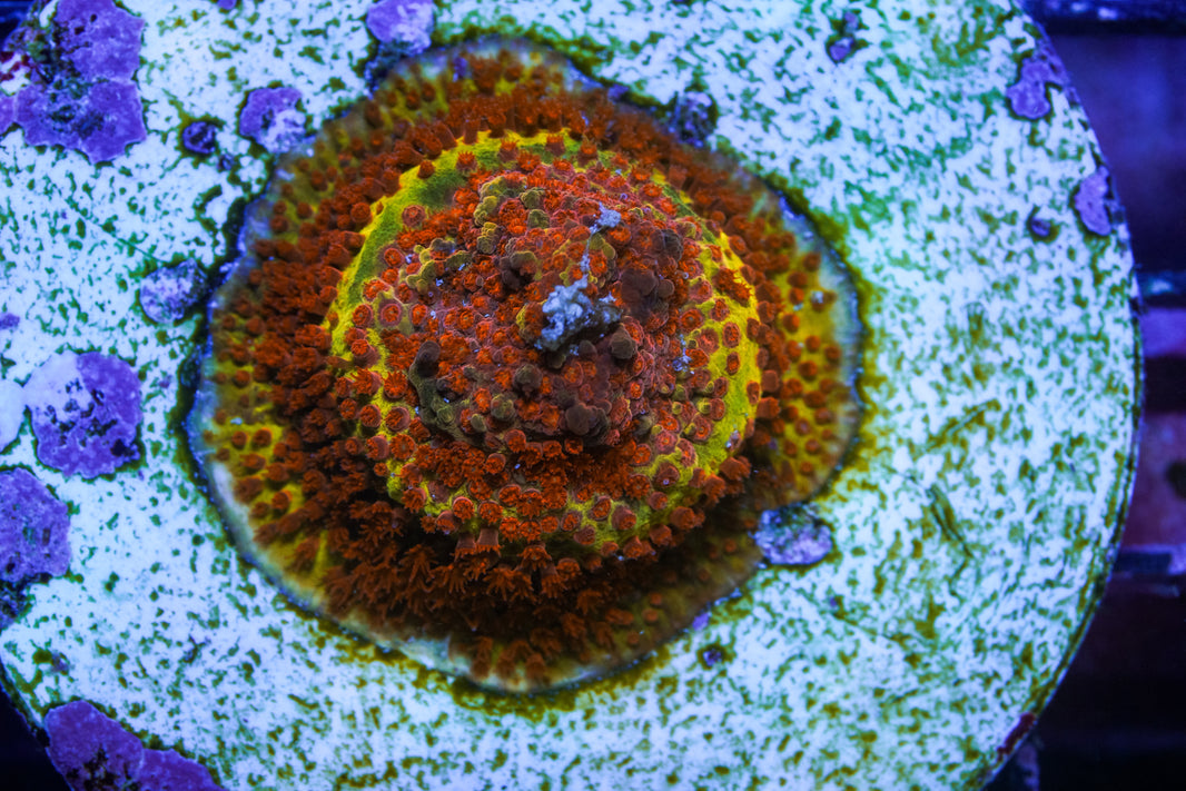 Corals – The Purple Tang Aquatics