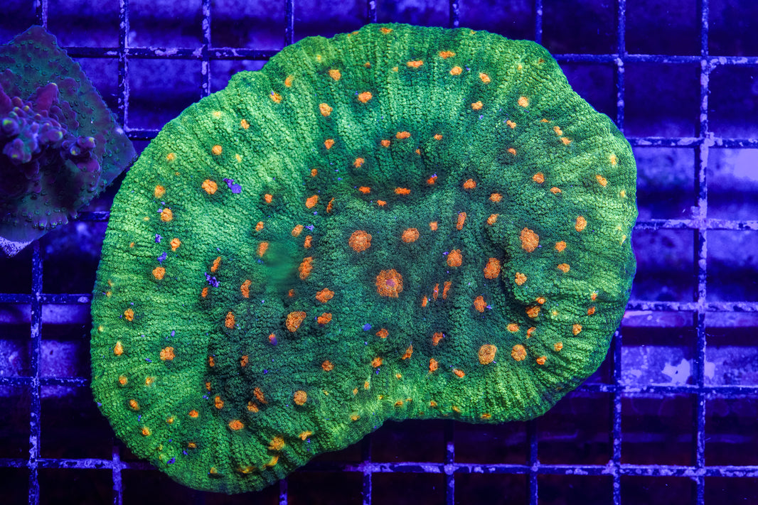 Corals – The Purple Tang Aquatics